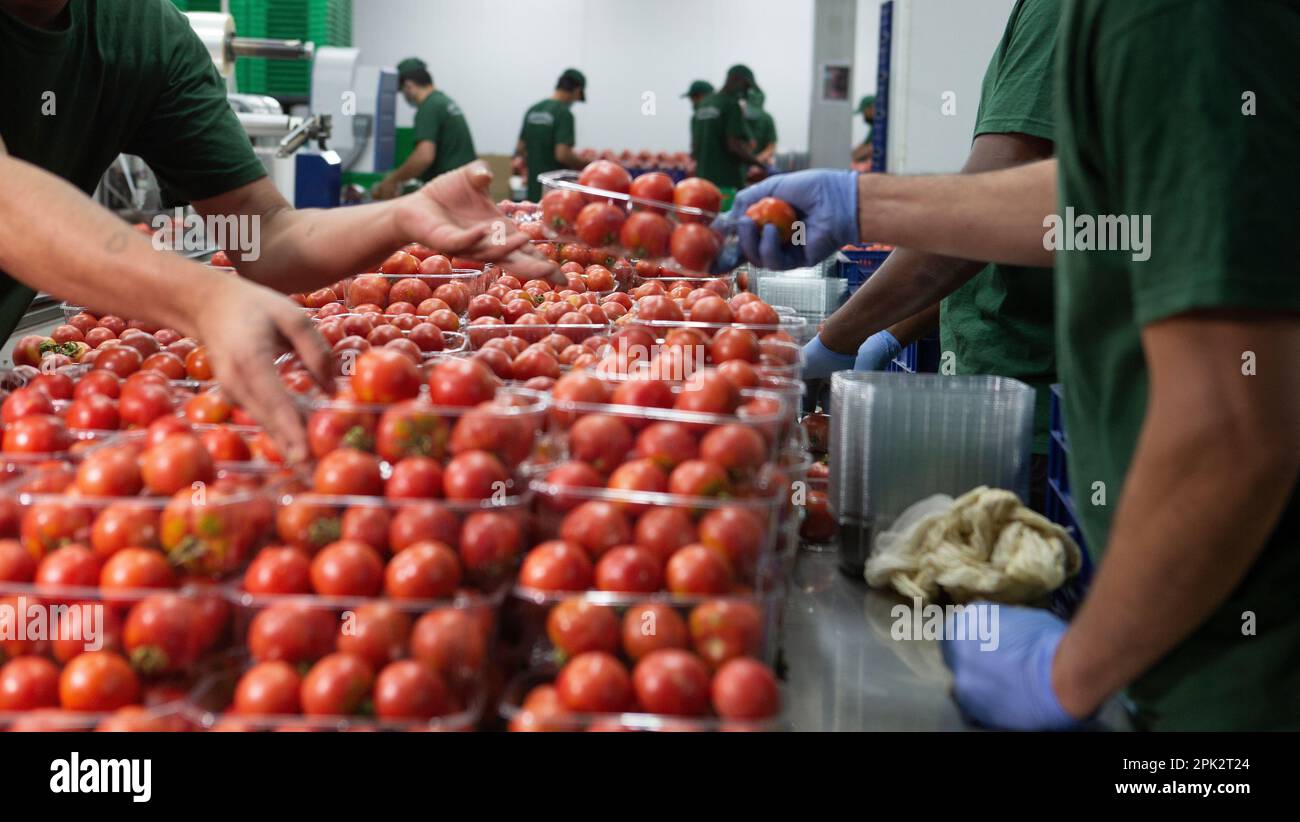 Tomatoes processing and packaging on an agricultural factory in the ...
