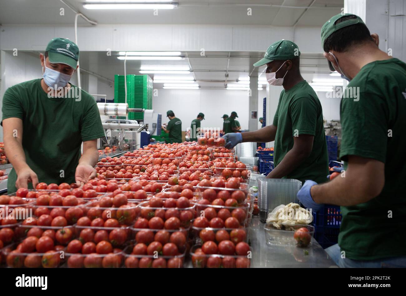 Tomatoes processing and packaging on an agricultural factory in the ...