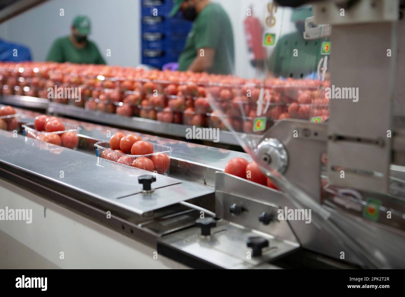 Tomatoes processing and packaging on an agricultural factory in the ...