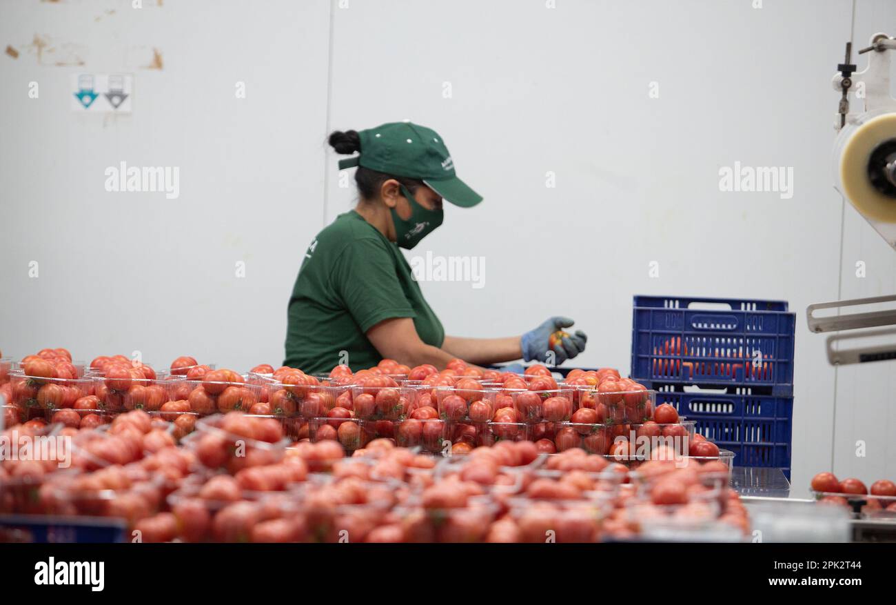 Tomato picking process hi-res stock photography and images - Alamy