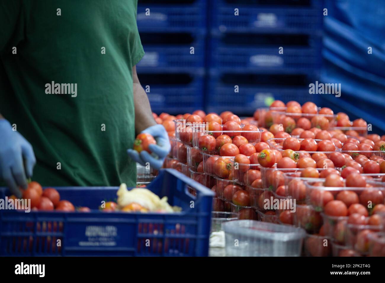 Tomatoes processing and packaging on an agricultural factory in the ...