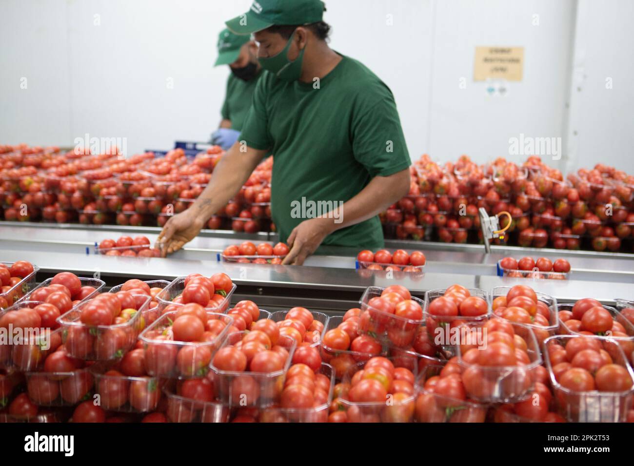 Tomato production packing hi-res stock photography and images - Alamy