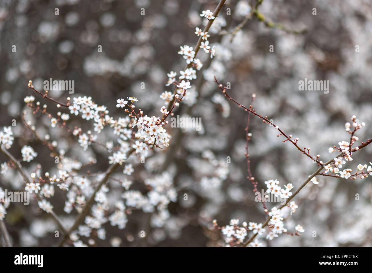 The beautiful spring view with the colorful flowers blooming in the ...