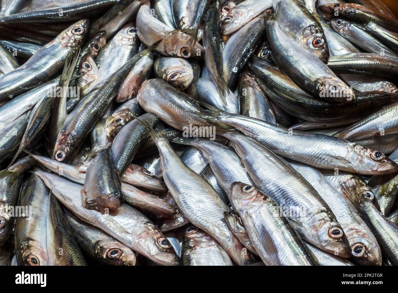 Many Raw Small Sprat Fishes Background. Top View. Bulk of Fresh Sprats ...