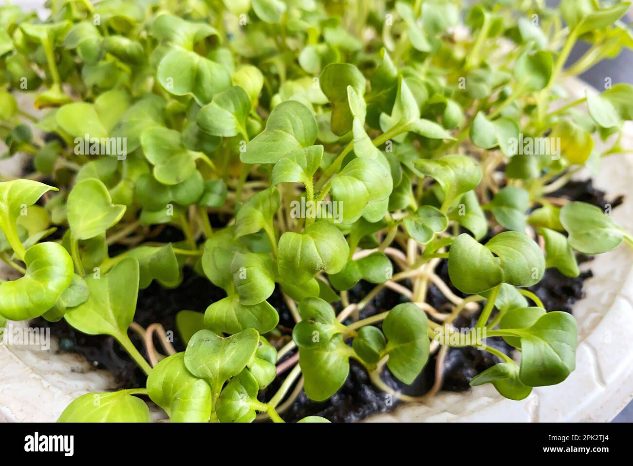 Microgreen radish young sprouts for healthy eating domestic cultivation ...