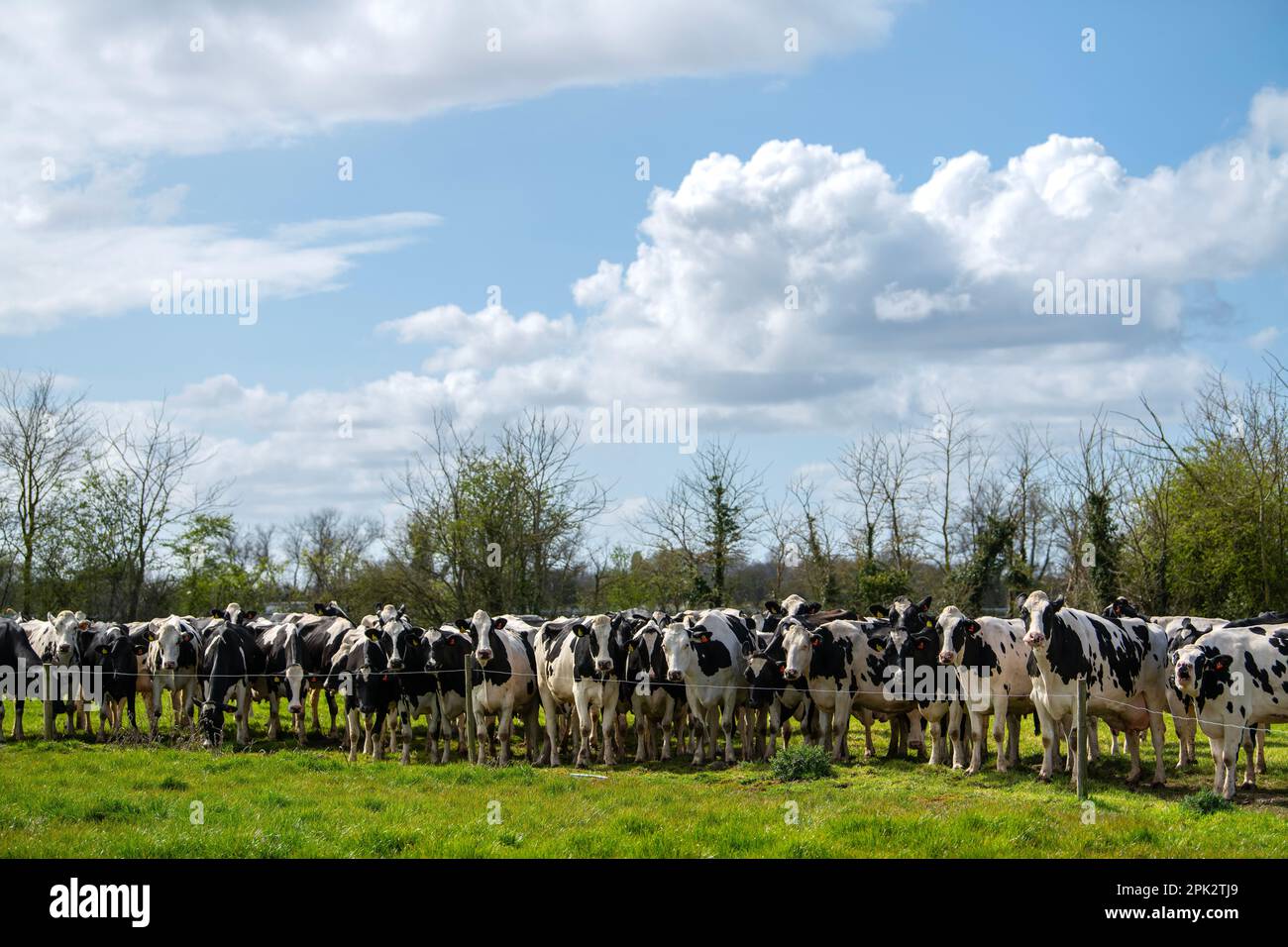 A heard of cows is brought in from the fields for milking on a dairy ...