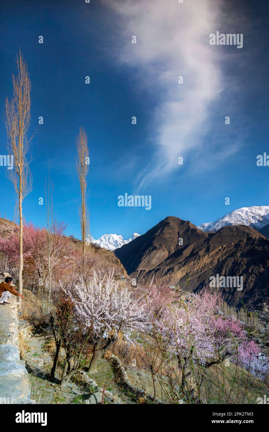 beautiful spring landscapes of blossom trees and mountains in ...