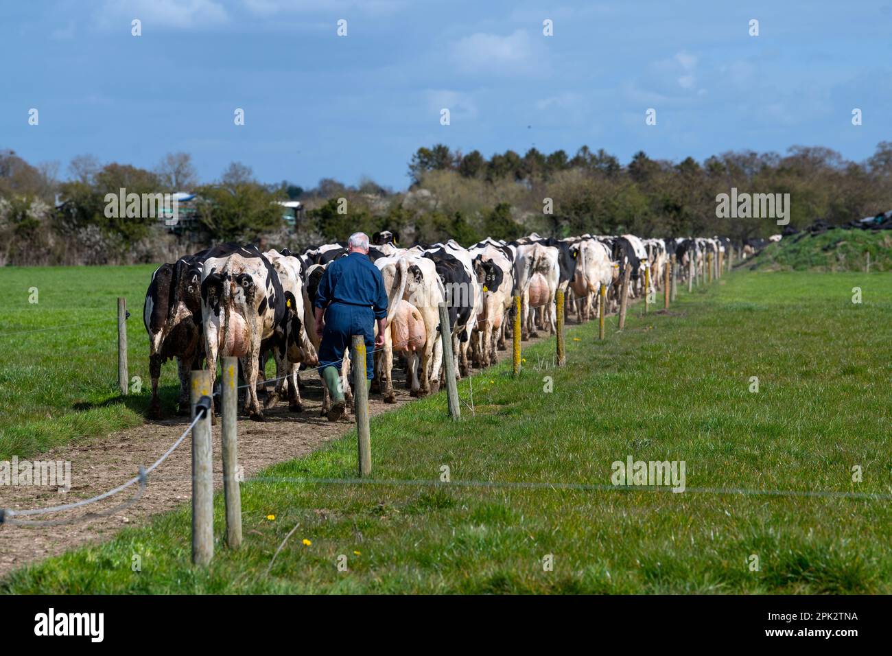 A heard of cows is brought in from the fields for milking on a dairy ...