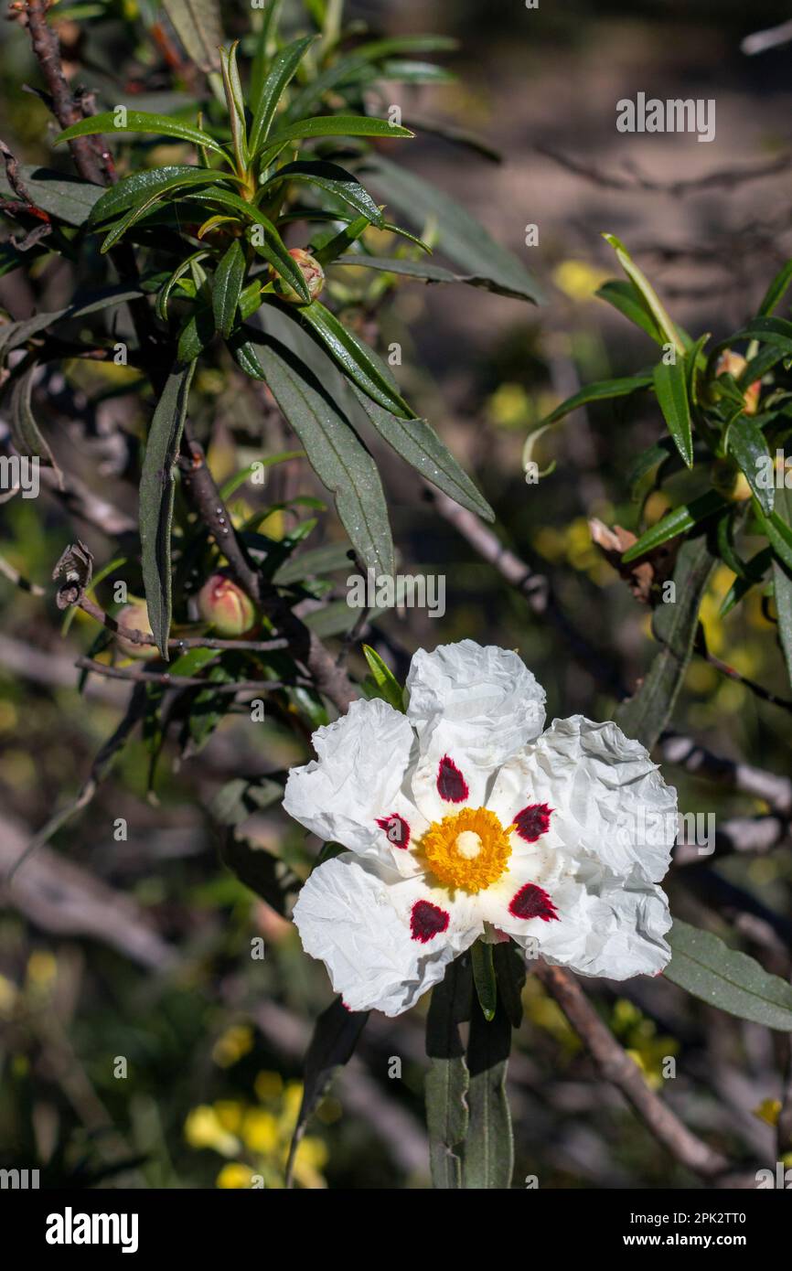 Jara flower, either white or with its "blood" stains, in some you can ...