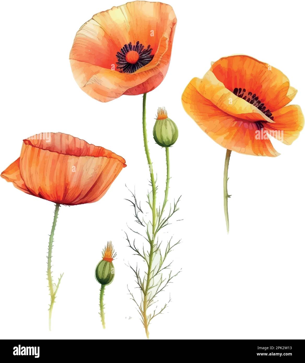 poppies vector illustration hand drawn painted watercolor Stock Vector ...