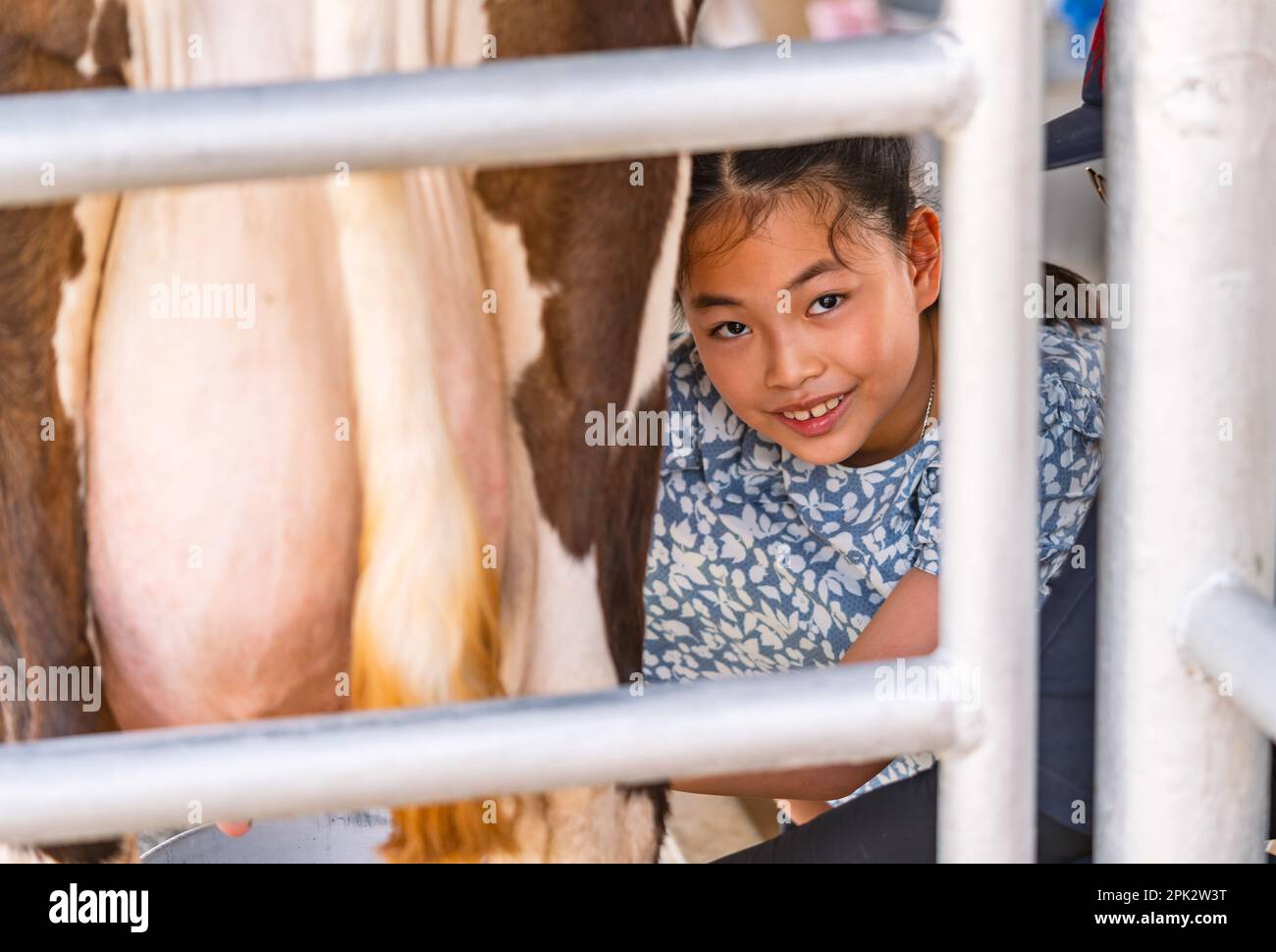 Asian little girl milking a cow by hand, cow standing in the corral of ...