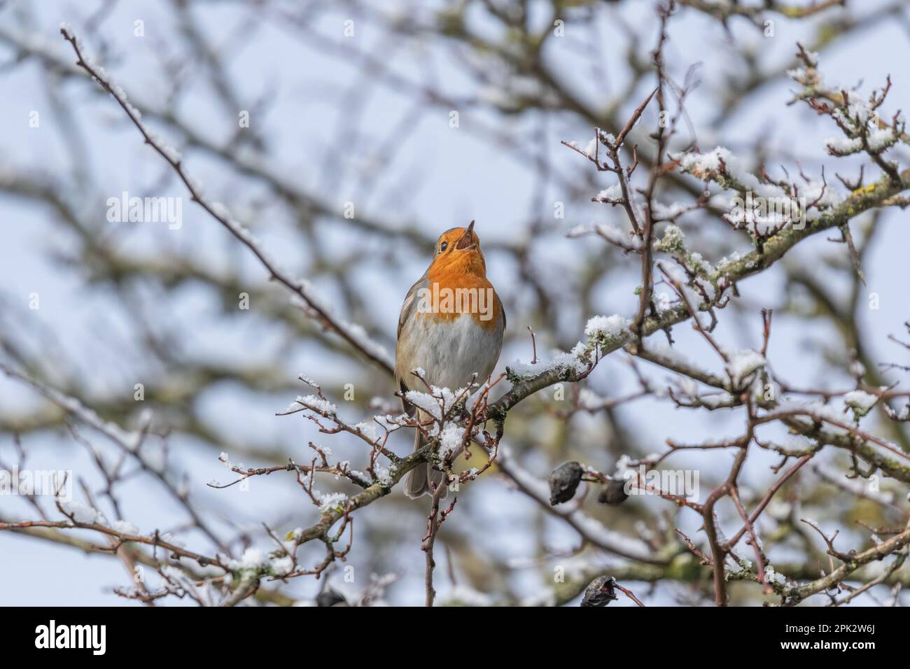 A Robin Redbreast (Erithacus rubecula) singing in a snow covered tree ...