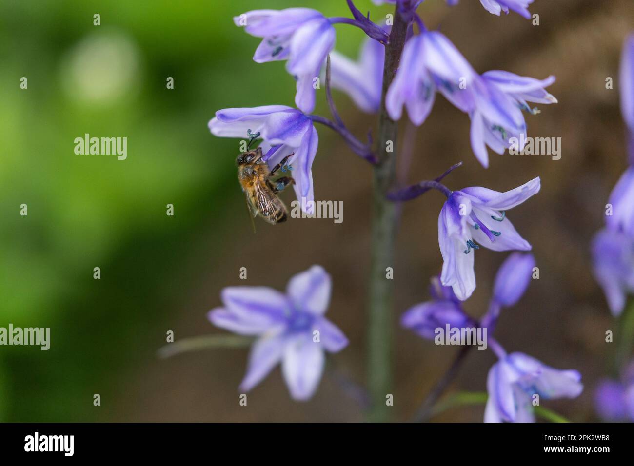 A honey bee feeding on pollen from a spanish bluebell (Hyacinthoides ...