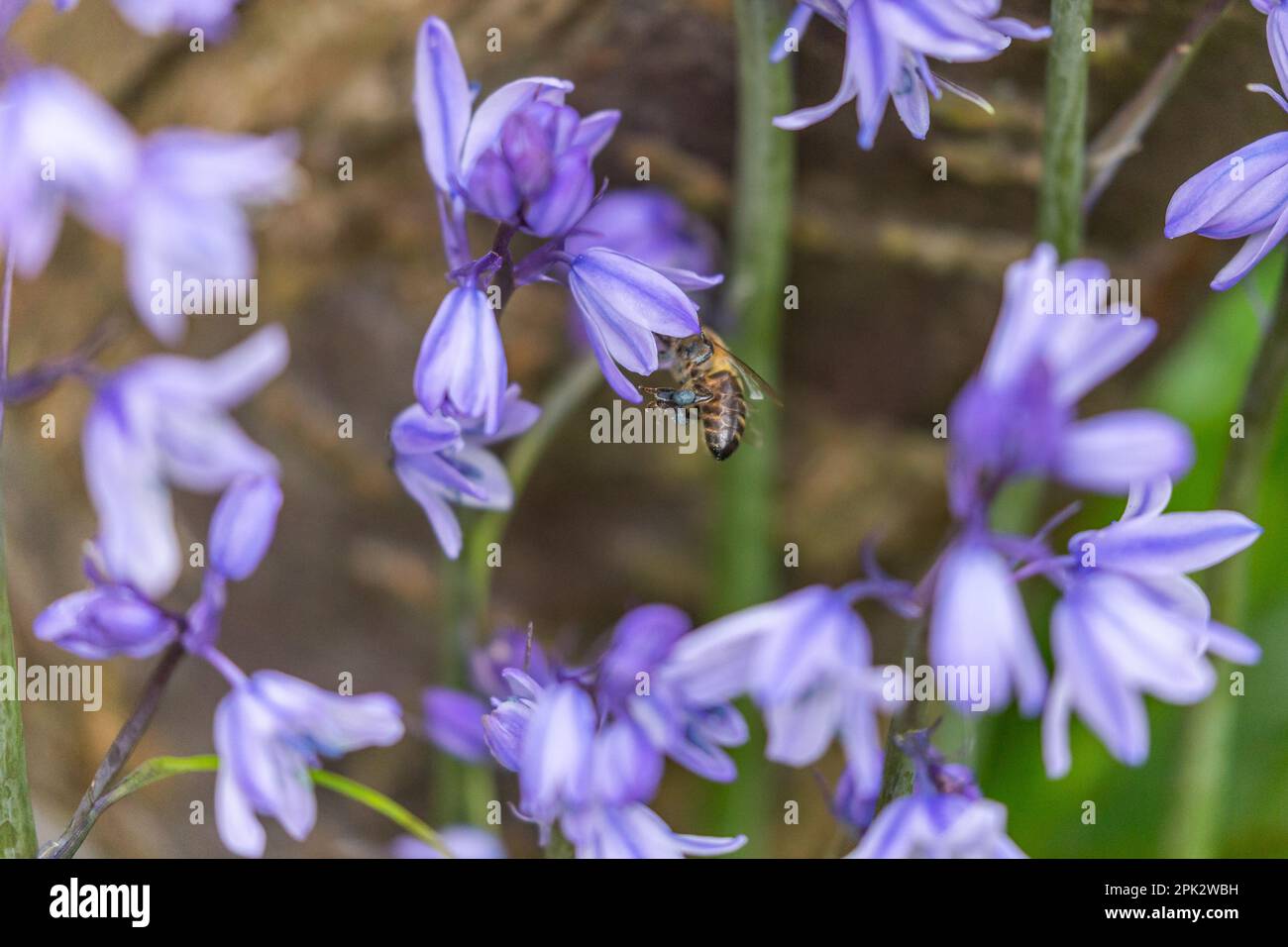 A honey bee feeding on pollen from a spanish bluebell (Hyacinthoides ...
