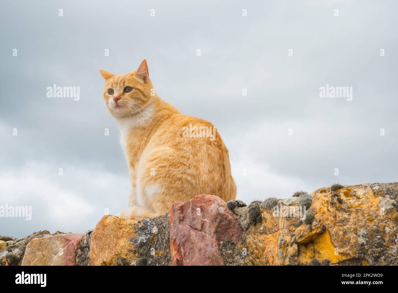 Tabby and white cat sitting on a stone Stock Photo - Alamy