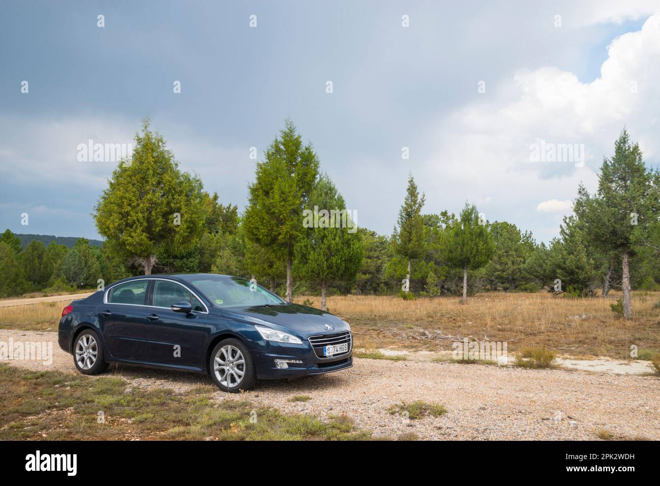 Peugeot 508 and pine forest Stock Photo - Alamy
