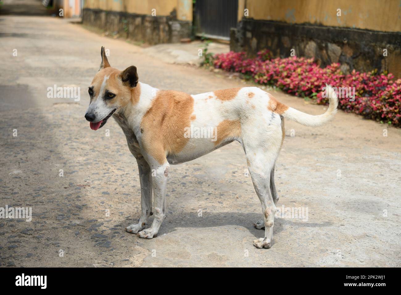Hungry stray dog walks on Asian street in search of food. Sri lanka ...