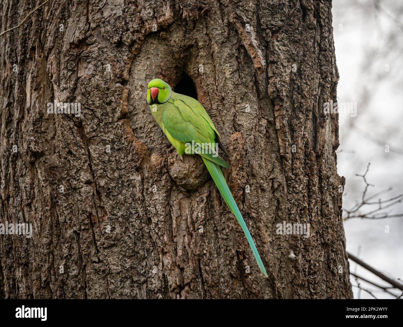 Rose-ringed parakeet in Hyde Park, London. UK's most abundant ...