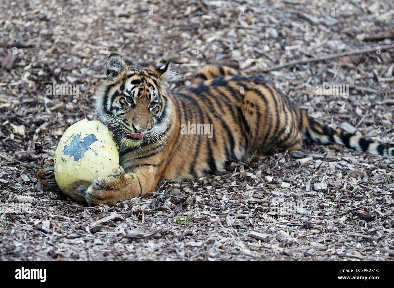 London, Britain. 5th Apr, 2023. A Sumatran tiger holds a mock Easter ...