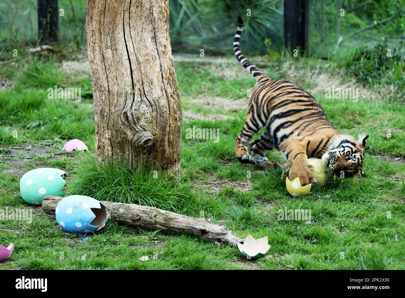 London, Britain. 5th Apr, 2023. A Sumatran tiger holds a mock Easter ...
