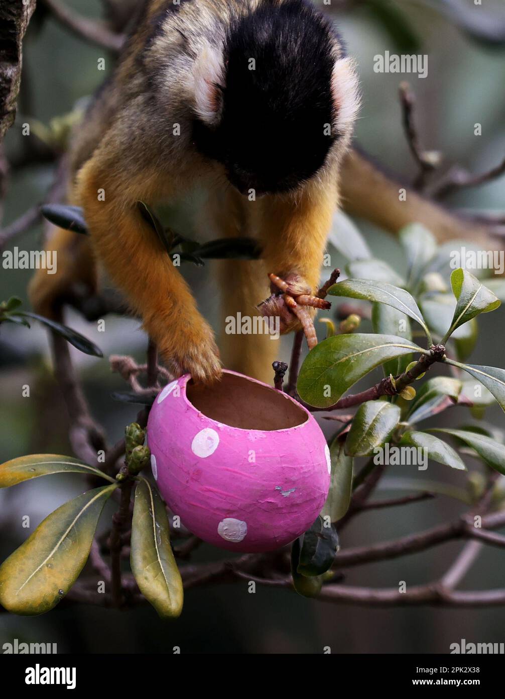 London, Britain. 5th Apr, 2023. A squirrel monkey collects food from a ...
