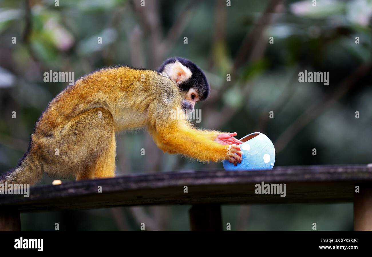 London, Britain. 5th Apr, 2023. A squirrel monkey collects food from a ...