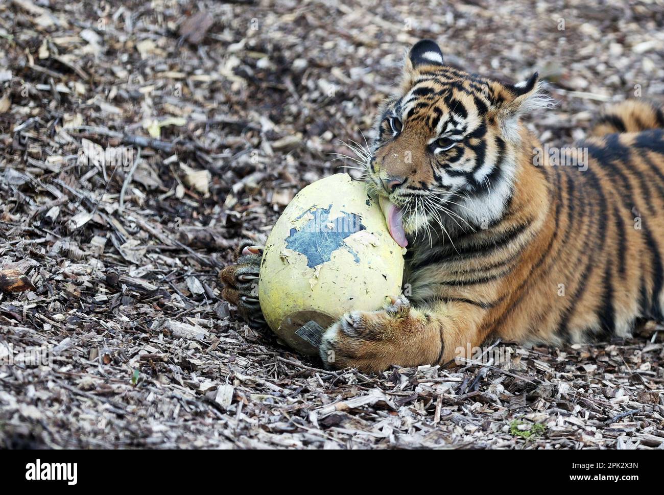 London, Britain. 5th Apr, 2023. A Sumatran tiger licks a mock Easter ...
