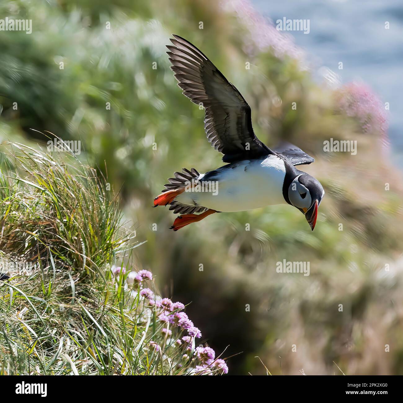 Puffin in Flight Stock Photo - Alamy