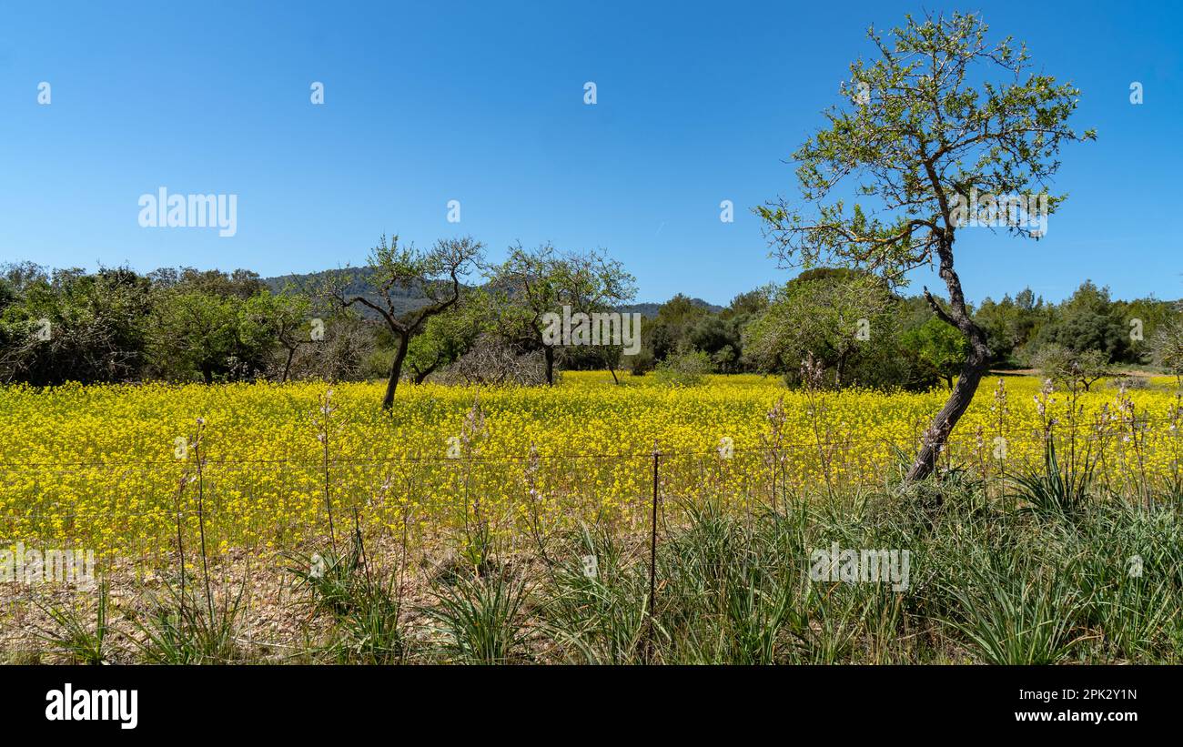 Mallorca, spring in the llevant, tree and flowers Stock Photo - Alamy