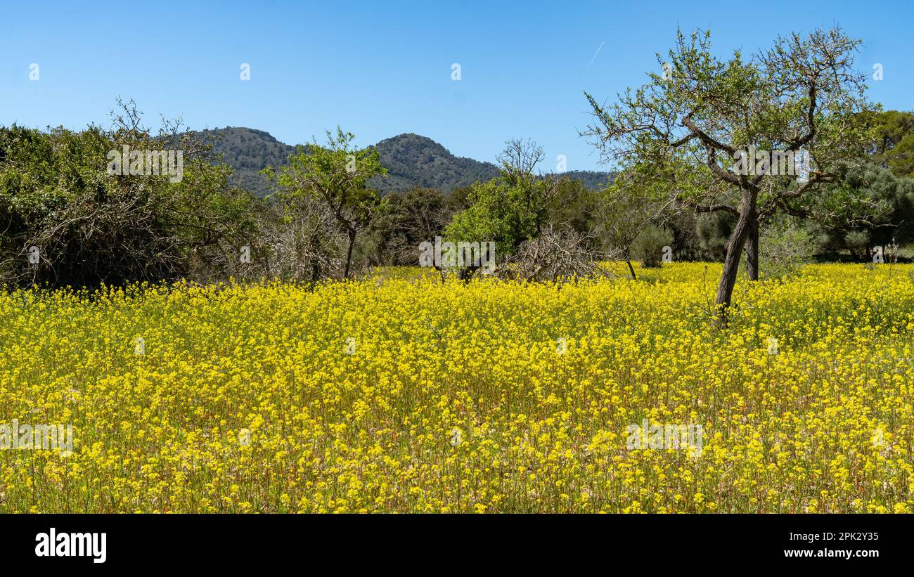 Son xerubi hi-res stock photography and images - Alamy