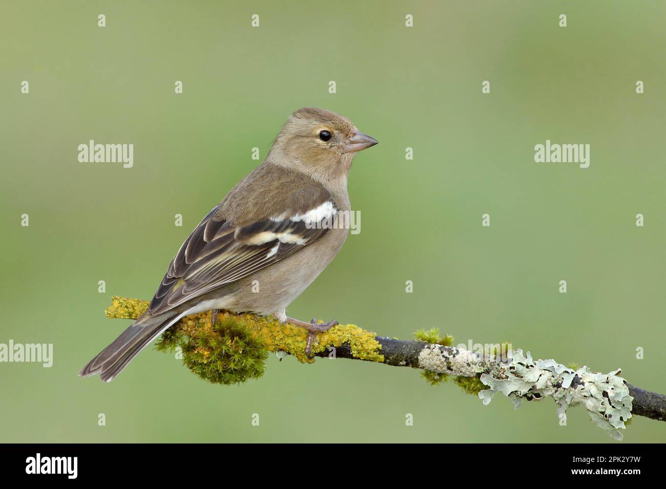 Common chaffinch (Fringilla coelebs), adult female sitting on a branch ...