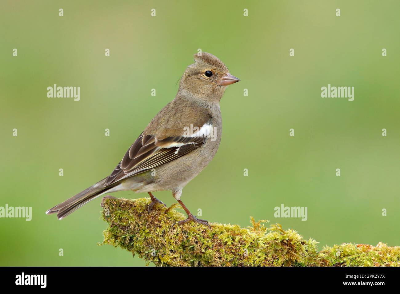 Common chaffinch (Fringilla coelebs), adult female sitting on moss ...