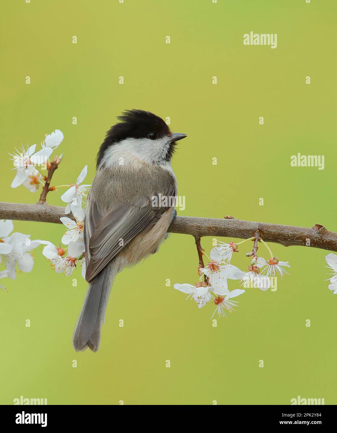 Willow Tit (Parus montanus) hanging on Blackthorn (Prunus spinosa ...