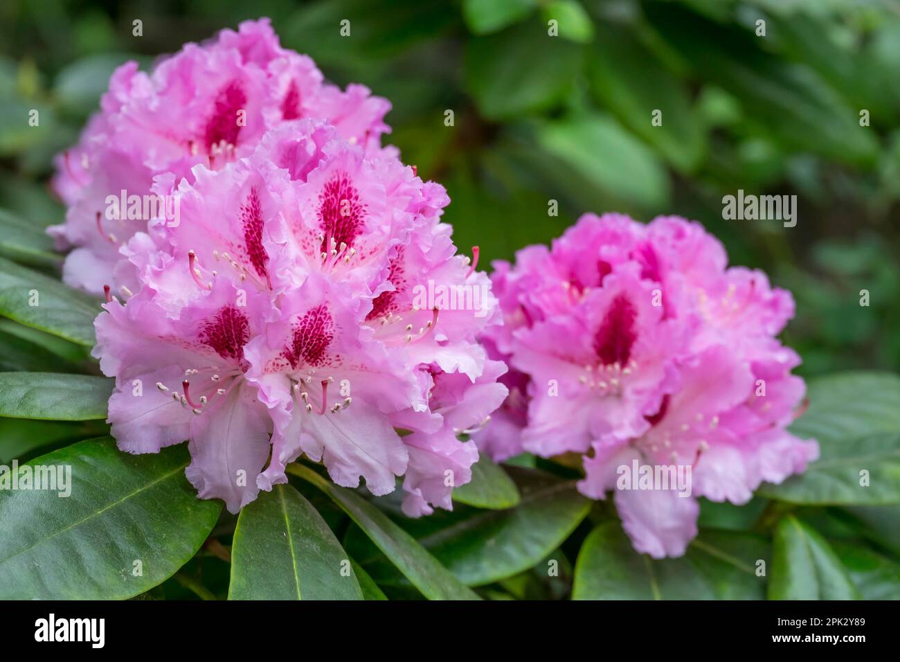 Rhododendron (Rhododendron) flowers, Rhododendron, Germany, Europe ...