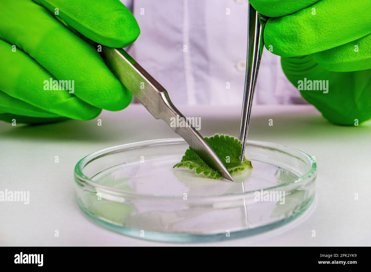 Doctor working in the lab - slicing a plant leaf with a scalpel on a ...