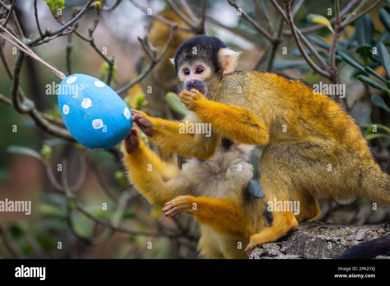 London, UK. 5 April 2023. Bolivian black-capped squirrel monkeys forage ...