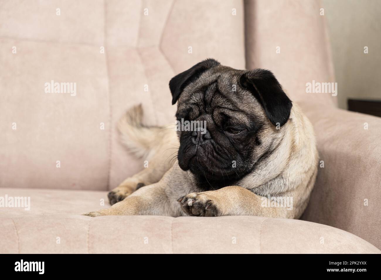 A sad pug lies on the couch and looks away. Care for pugs, their coat ...