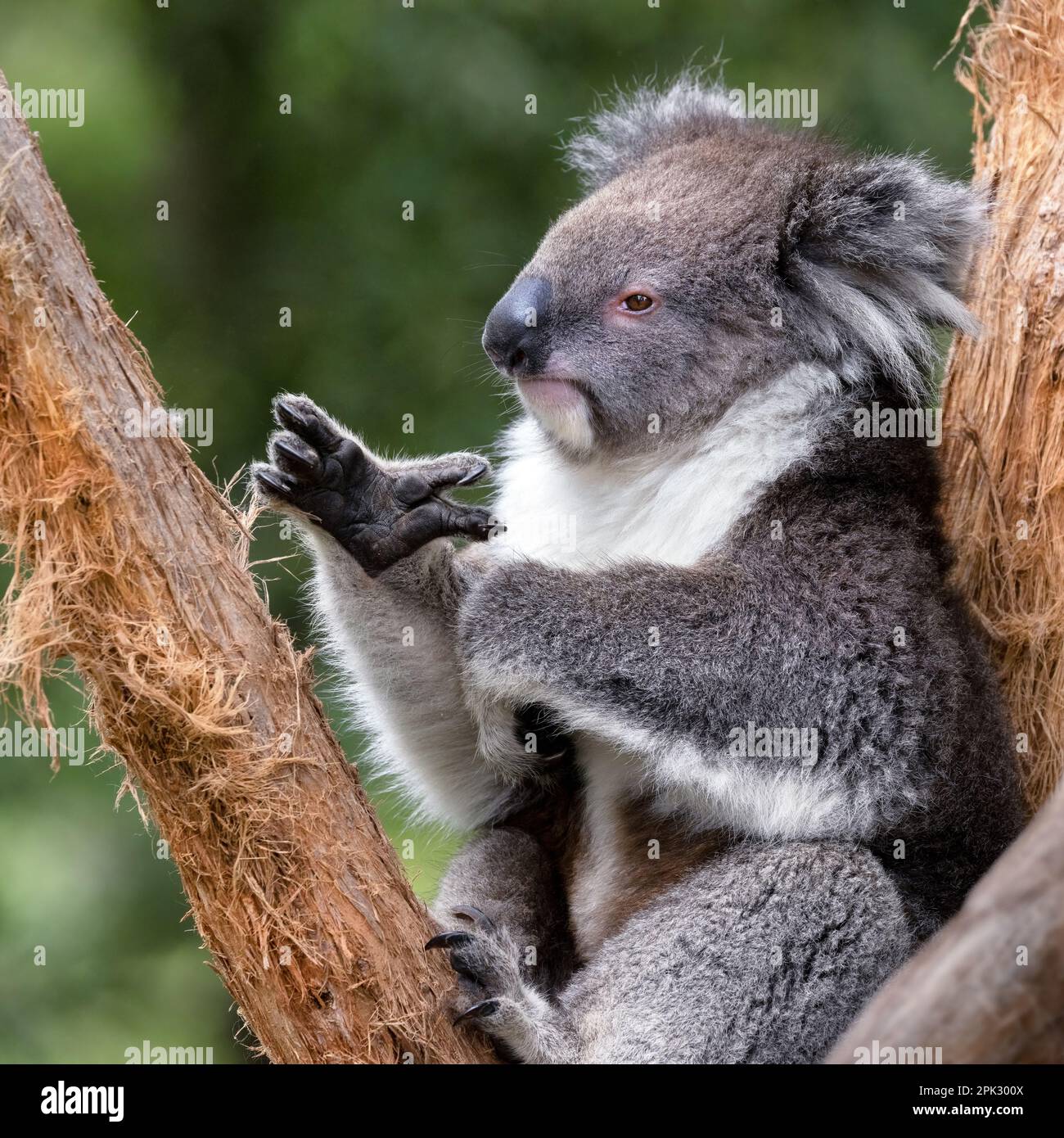 An adult koala, Phascolarctos cinereus, in a eucalyptus tree, Australia ...