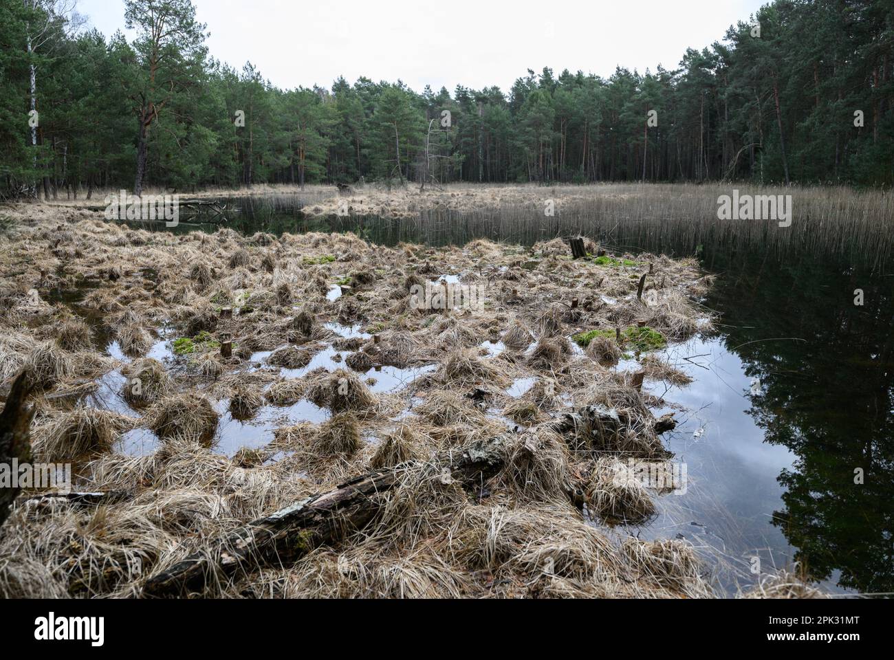 Daubaner wald hi-res stock photography and images - Alamy