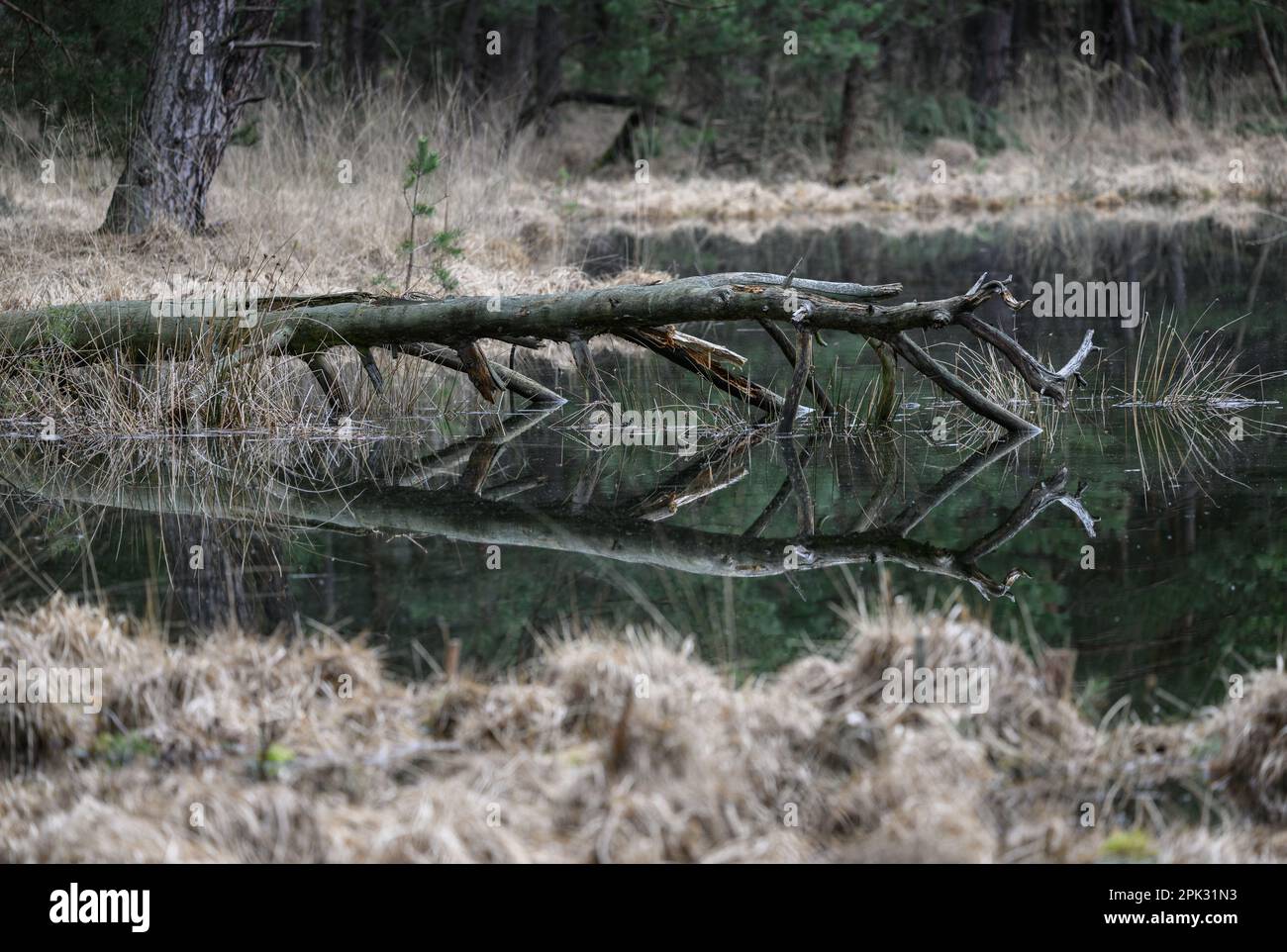 Daubaner wald hi-res stock photography and images - Alamy