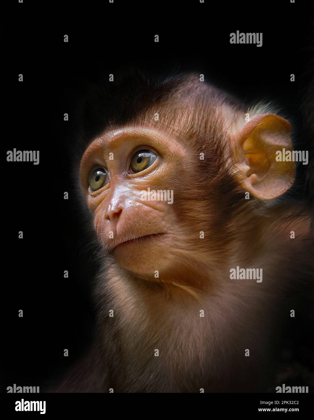CUTEST images of a baby macaque doing a skateboarding pose with the ...