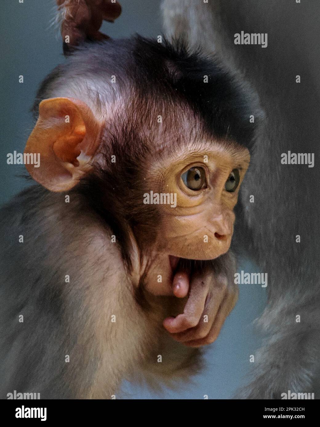 CUTEST images of a baby macaque doing a skateboarding pose with the ...
