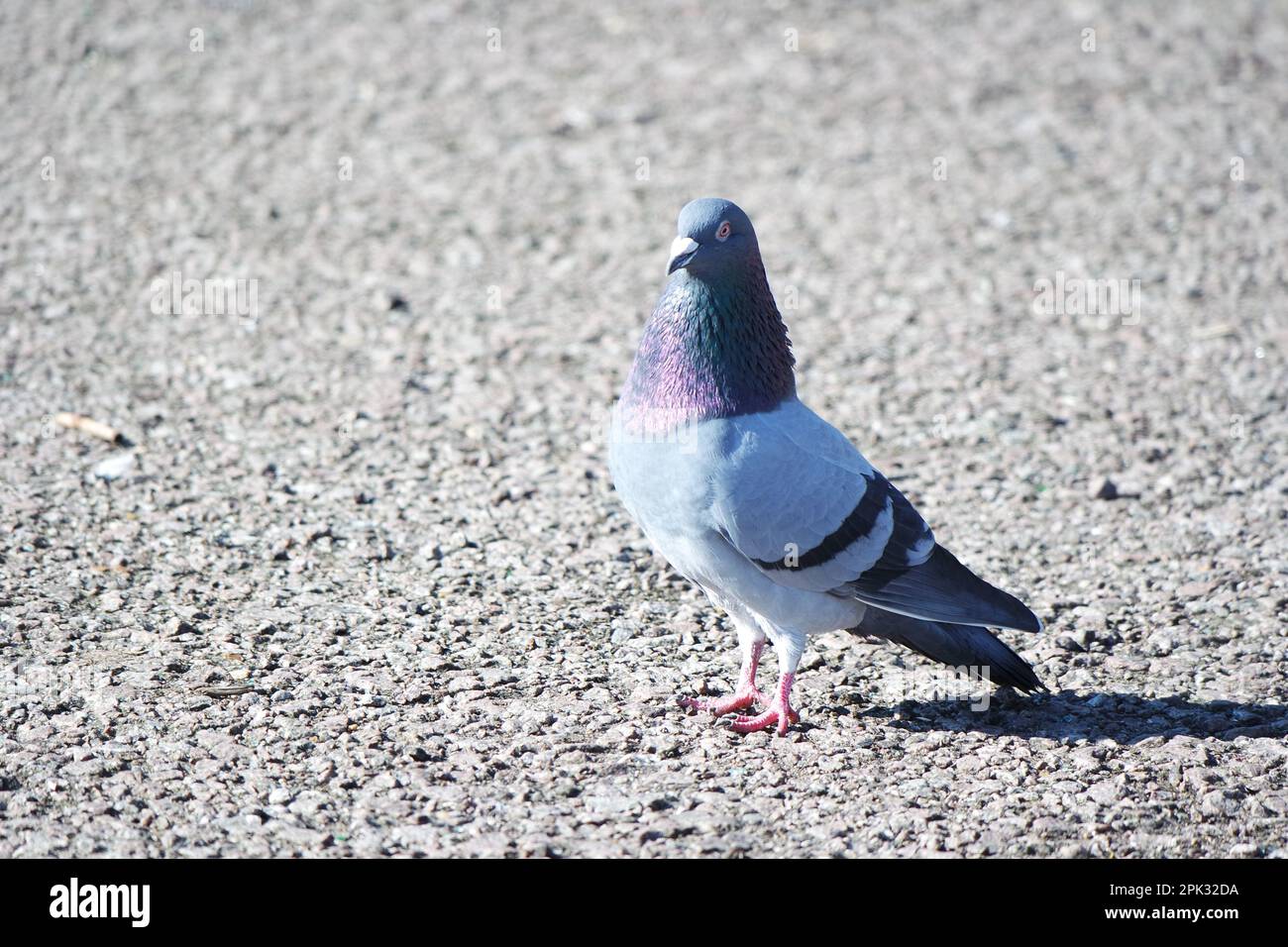 Cute Pigeon in the Local Public Park of Luton Town of England UK Stock ...