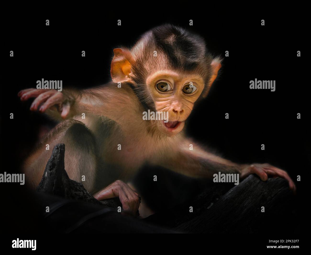 CUTEST images of a baby macaque doing a skateboarding pose with the ...