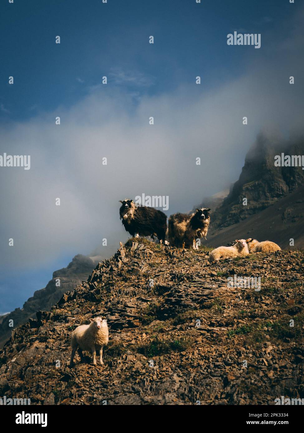 Iceland ring road sheep animals hi-res stock photography and images - Alamy