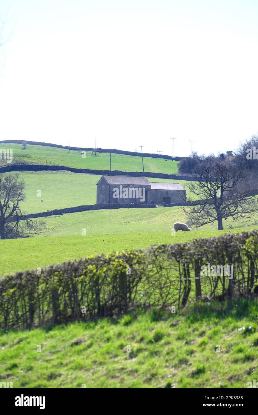 Southern Lake District, UK. Near Kendal - farm buildings, dry stone ...