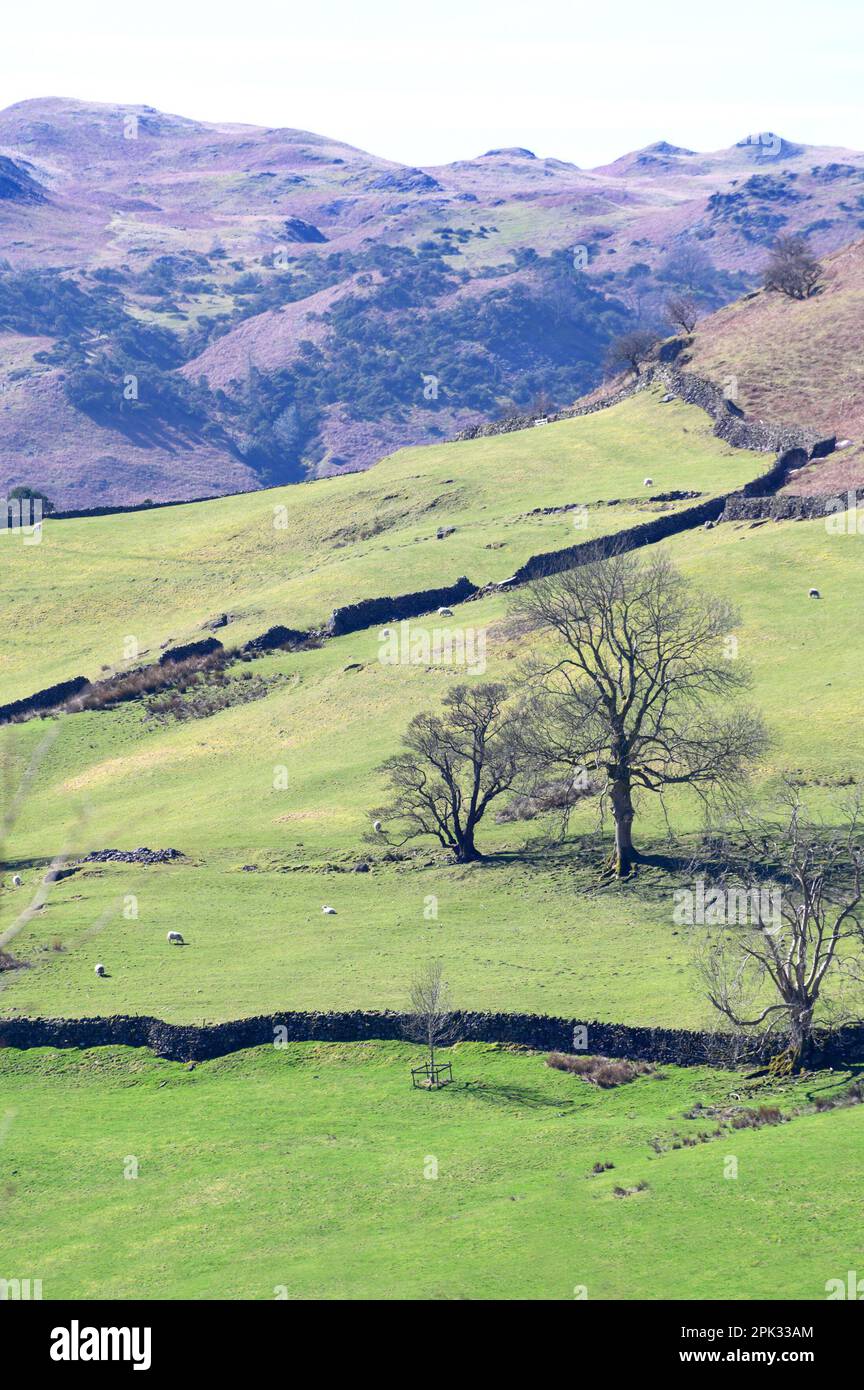 Northern Lake District, UK, near Bassenthwaite. Trees, fells and dry ...