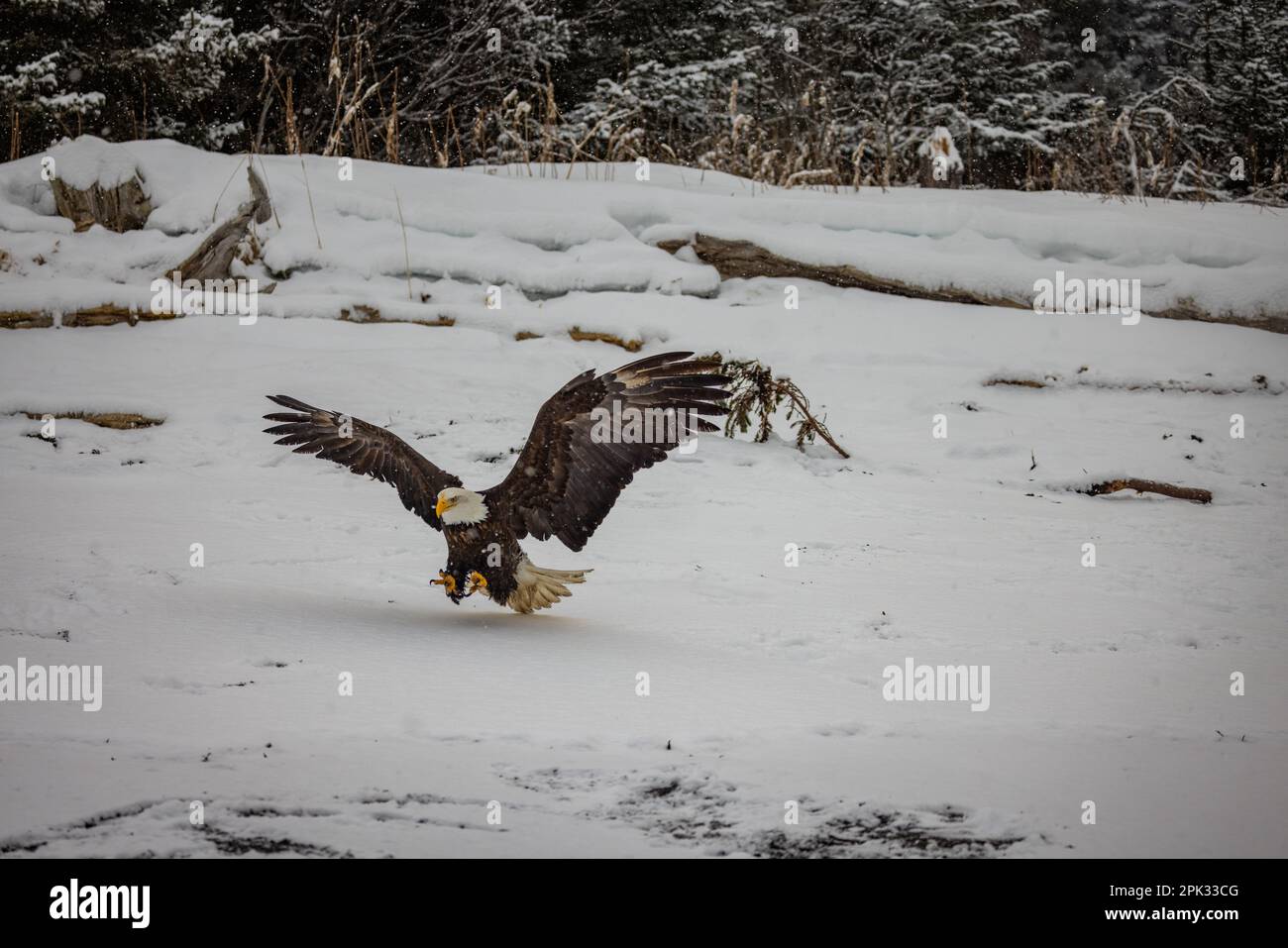 Eagle swooping down on snow covered beach to pick up fish with talons ...