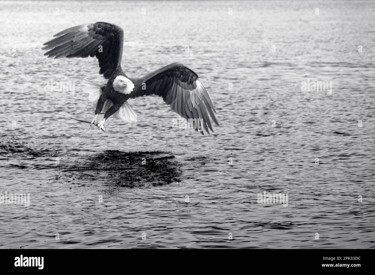 Bald eagle fishing with fish in talons and wings flapping to climb away ...