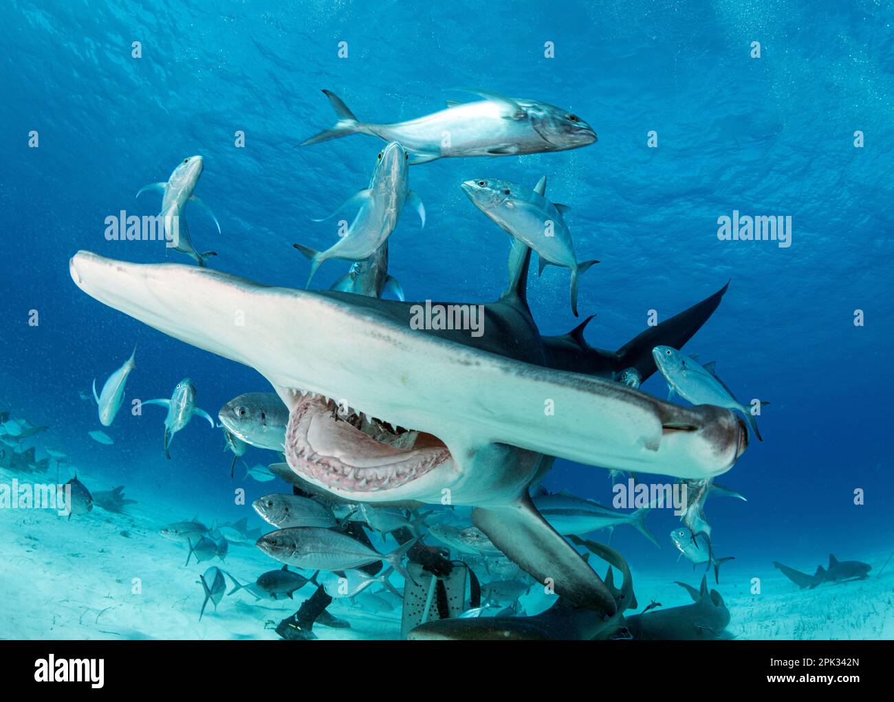 A BRAVE PHOTOGRAPHER handfed hammerhead sharks to prove the 1,200-pound ...